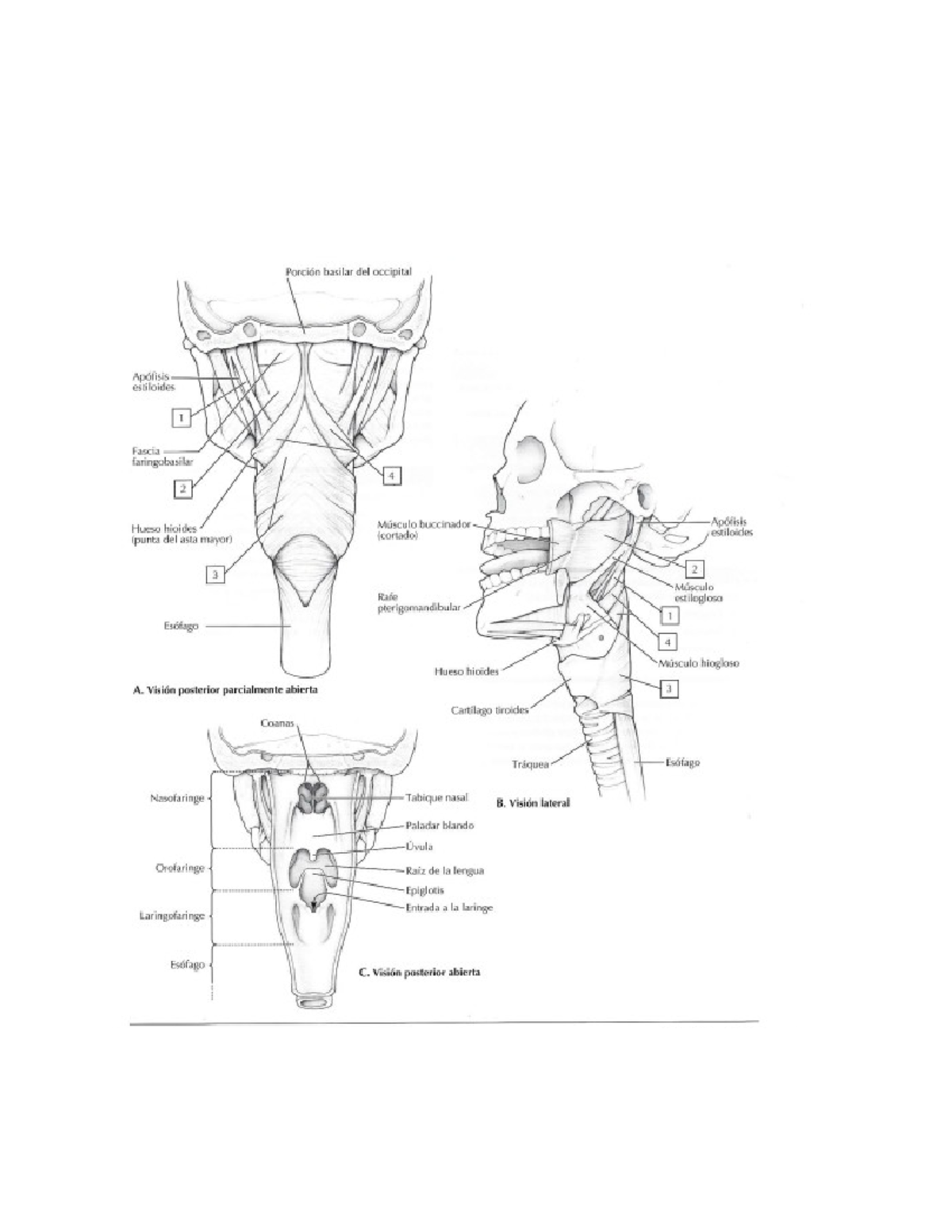 Anatomía y su gran importancia en la salud y en estudiantes - Porción ...