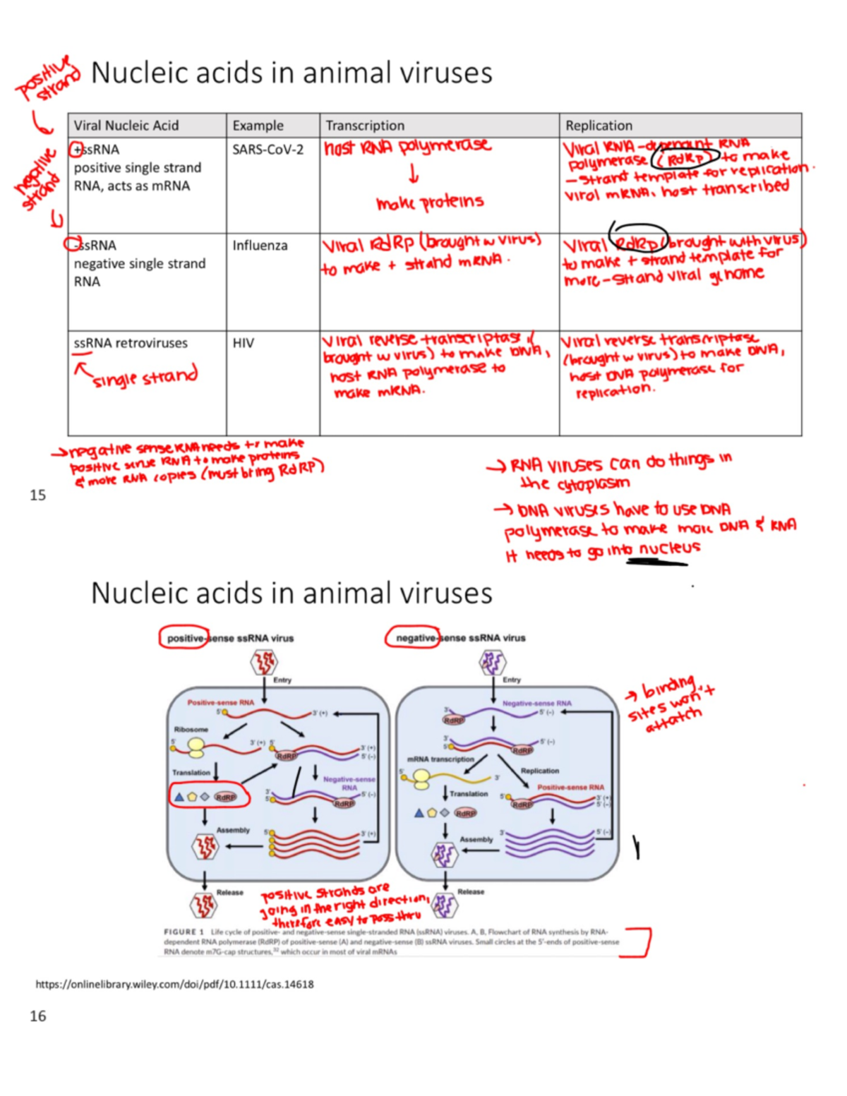 Bio virus notes 1 - BIO SCI 93 - Studocu