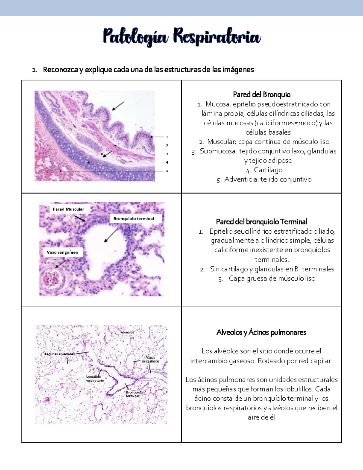 LAB Pulmon Imagenes - Lab respiratorio - Reconozca y explique cada una ...