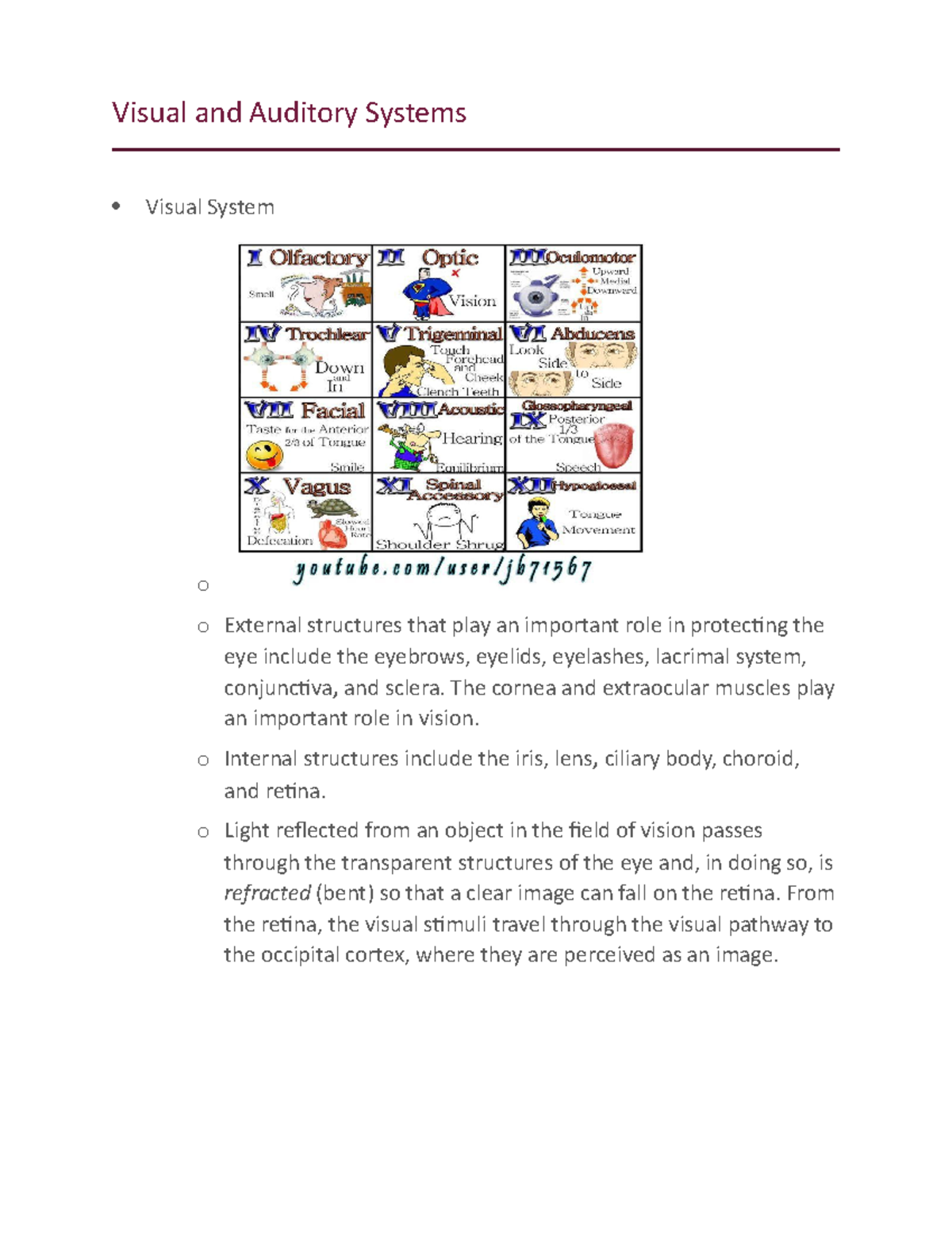 Visual and Auditory Systems - The cornea and extraocular muscles play ...