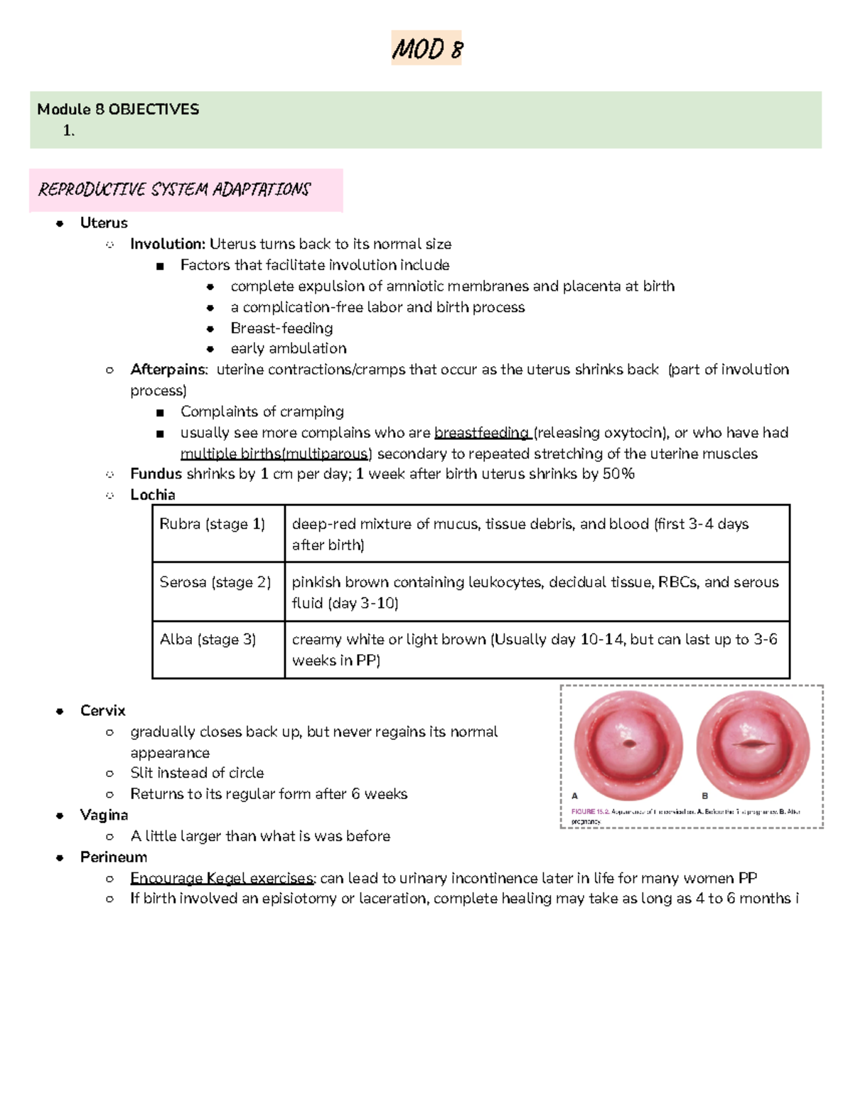 OB exam 3 - MO 8 Module 8 OBJECTIVES 1. REDIV STE ADTI Uterus ...