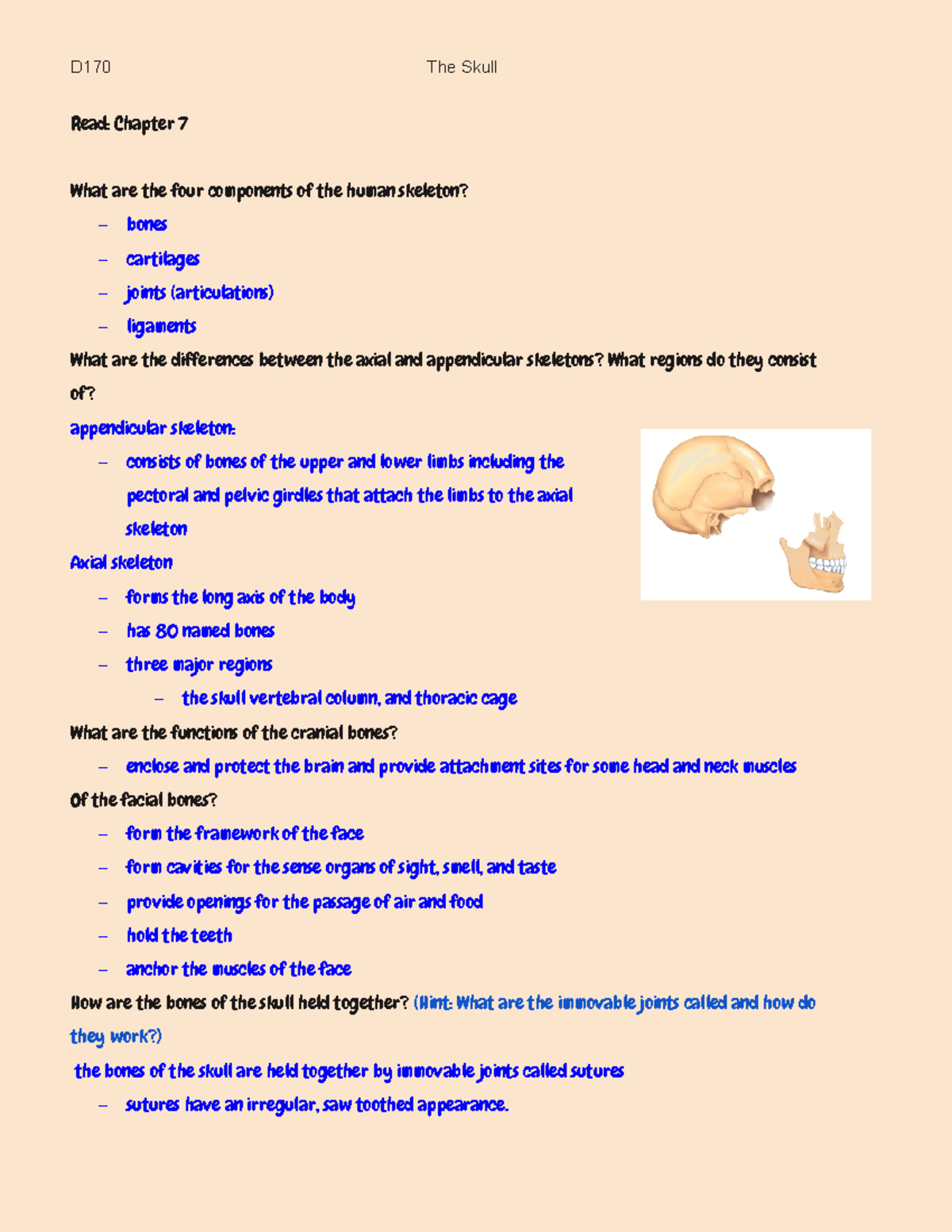 Reading 5 Skull - D170 The Skull Read: Chapter 7 What are the four ...