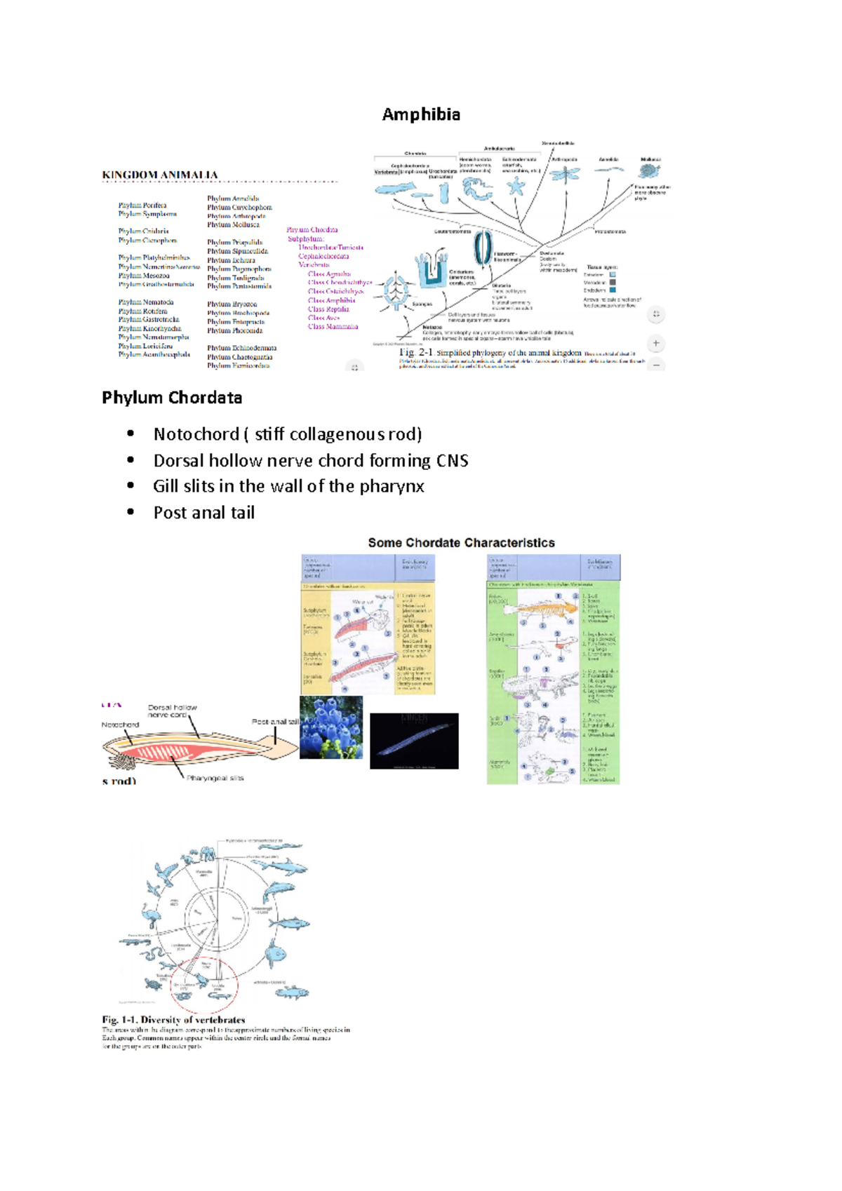 Amphibia - Basic characteristics ( some modified in modern amphibia ...