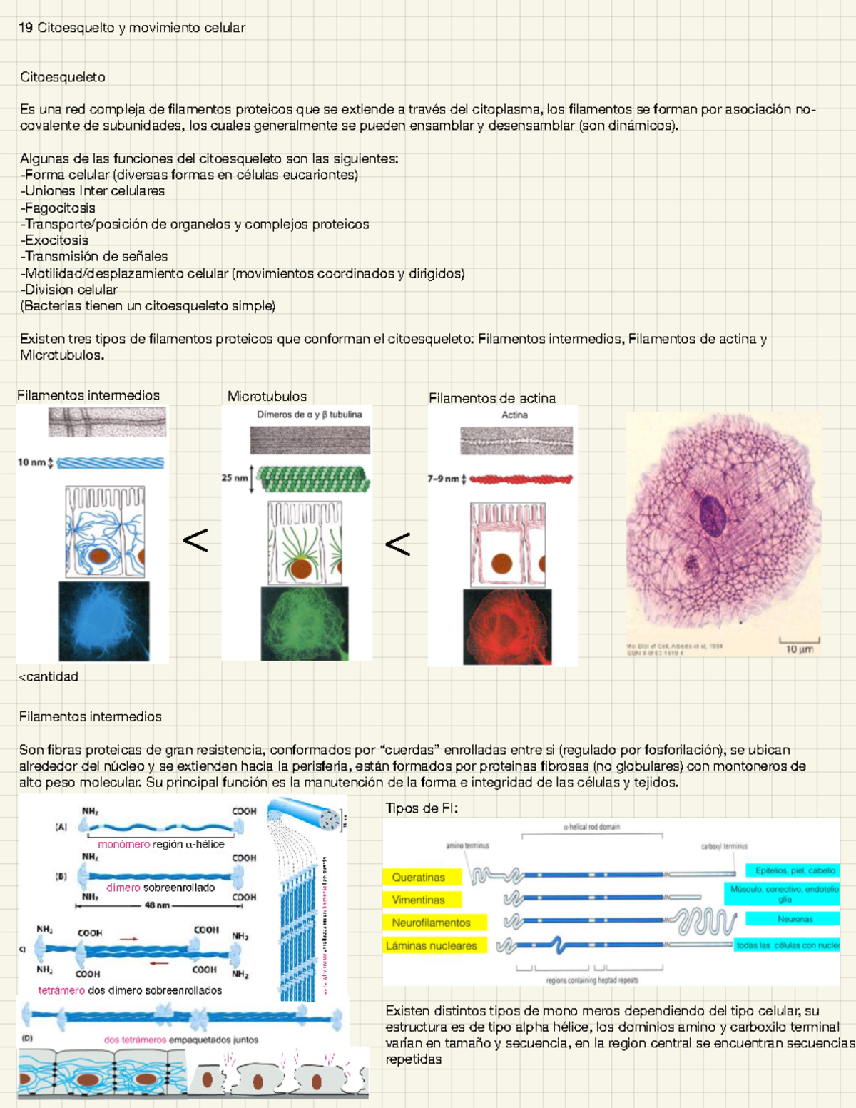 Resumen I3 (más corto) - 19 Citoesquelto y movimiento celular ...