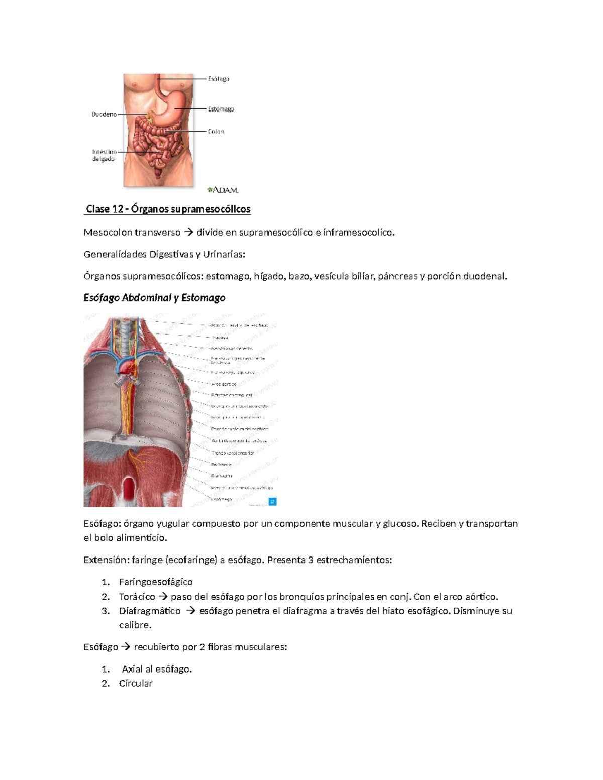 Anatomía- organos supra e infra - Clase 12 - Órganos supramesocólicos ...