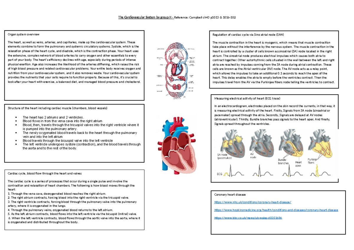 The Cardiovascular System notes - The Cardiovascular System by group H ...