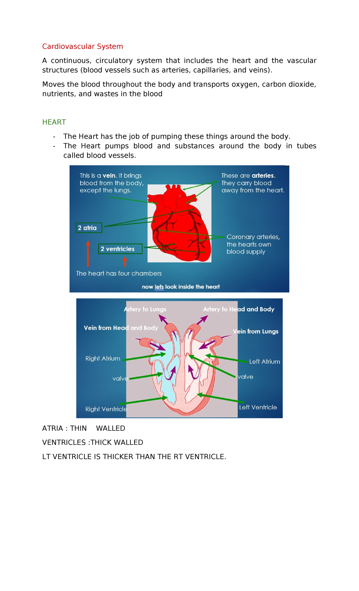 Anatomy and Physiology - Cardiovascular System A continuous ...