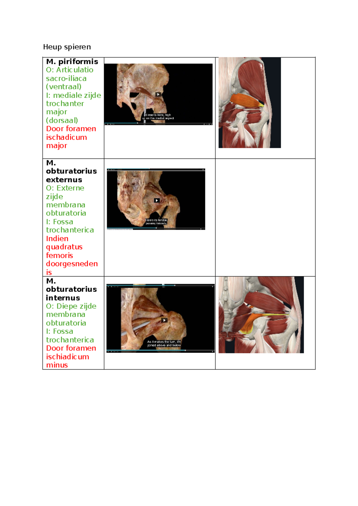 Examen snijzaal OL musuloskeletale stelsel - Heup spieren M. piriformis ...