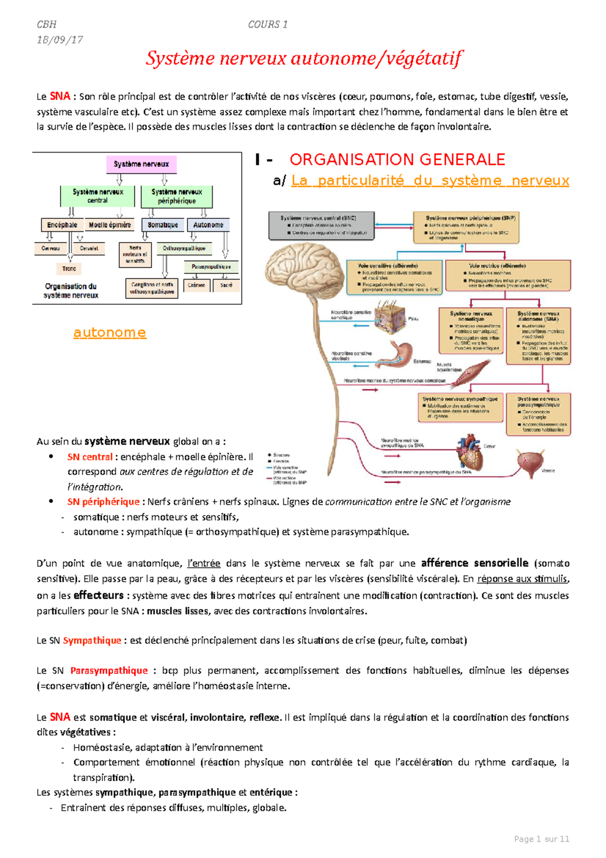 C11 - Le système nerveux autonome végétatif - ####### CBH COURS 1 ...