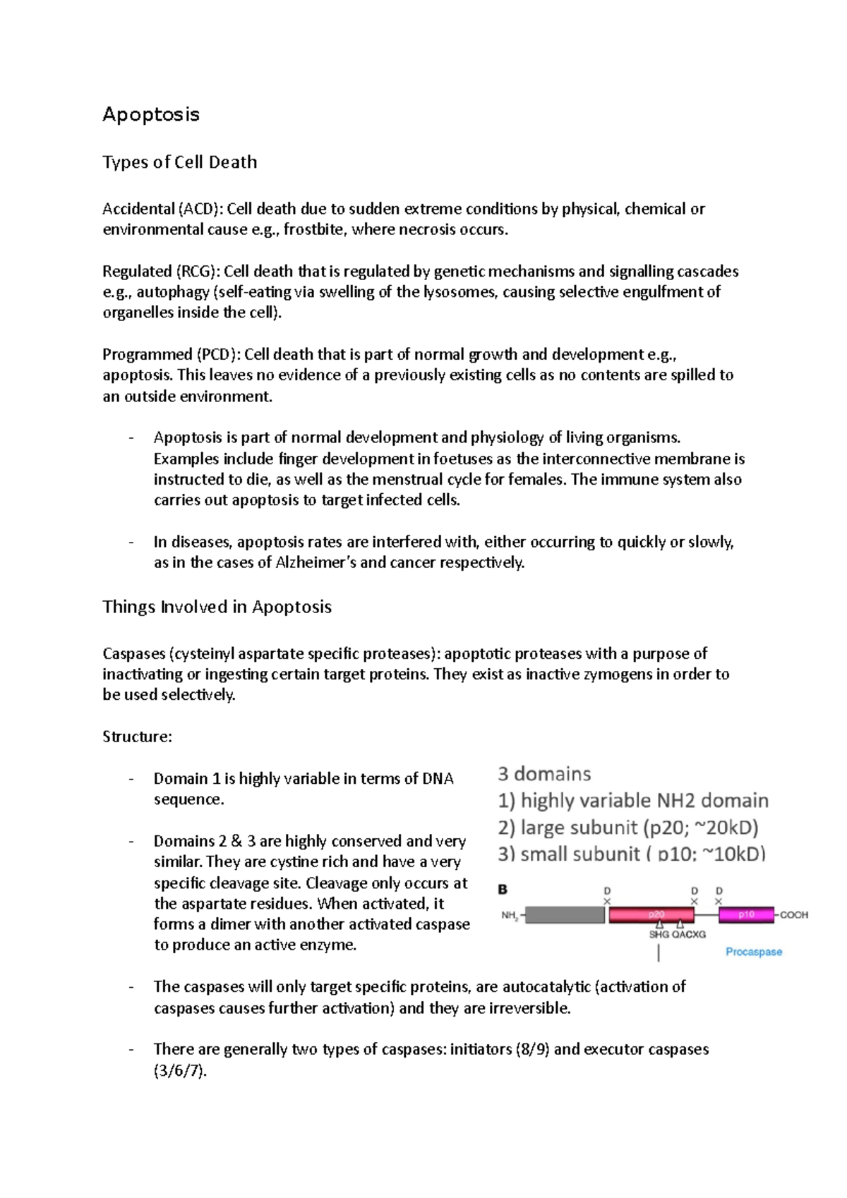 Apoptosis and it's Role - Apoptosis Types of Cell Death Accidental (ACD ...