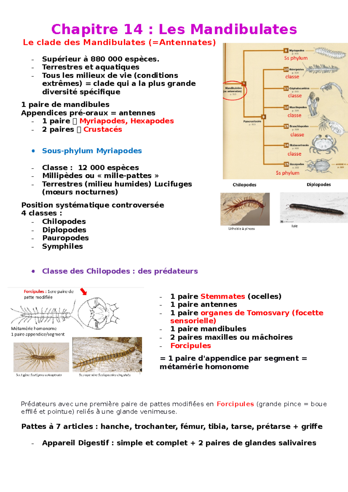 14 -Les Mandibulates (Récupération automatique) - Chapitre 14 : Les ...