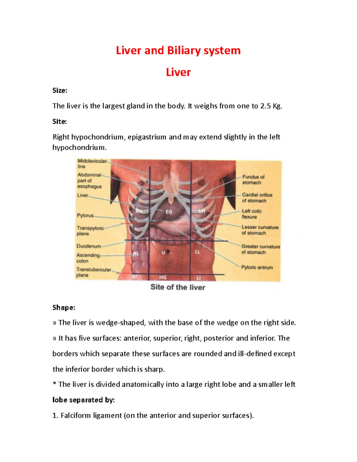 Liver and Biliary system - Liver and Biliary system Liver Size: The ...