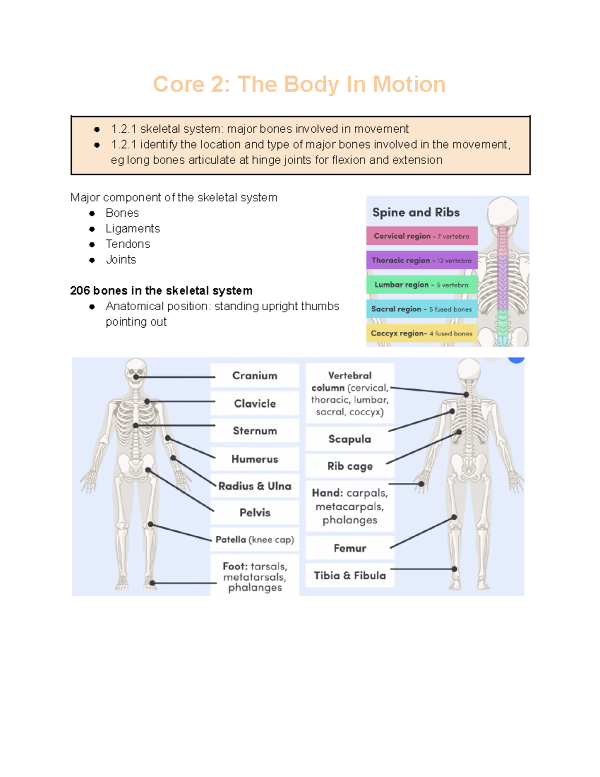 Core 2 The Body In Motion - Core 2: The Body In Motion 1.2 skeletal ...