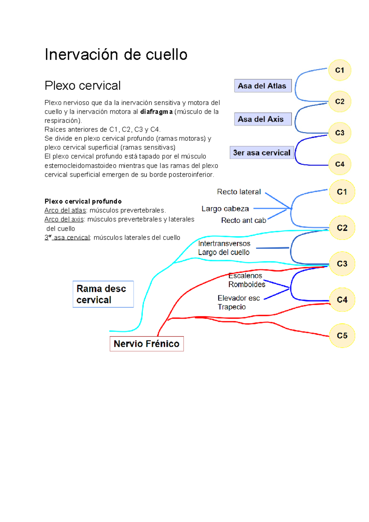 Inervación de cuello - Inervación de cuello Plexo cervical Plexo ...