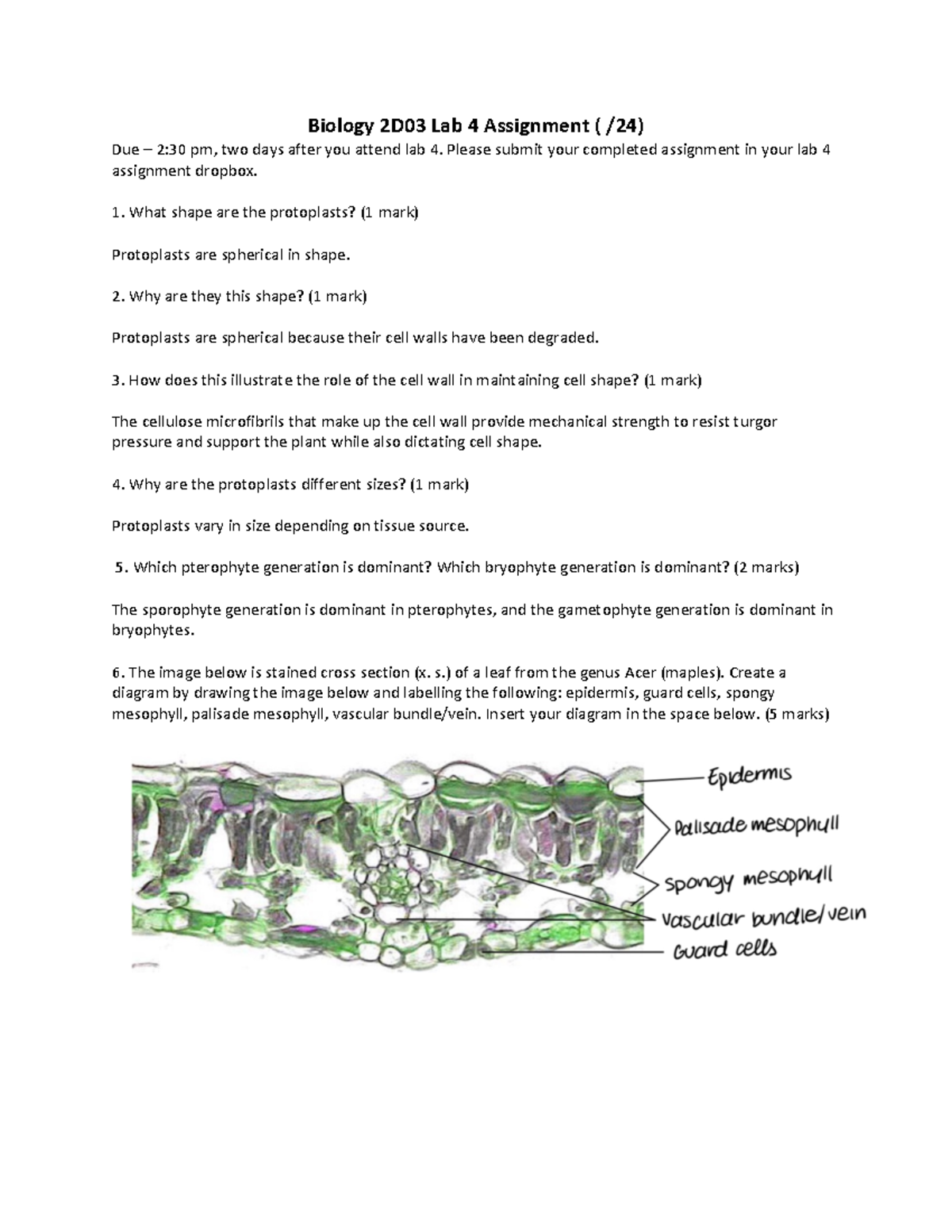 Bio 2D03 Lab 4 Assignment - Please submit your completed assignment in your lab 4 assignment ...