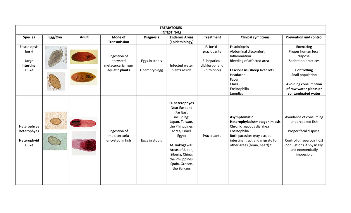 Trematodes - Ovas and Adult worm - (INTESTINAL) Species Egg/Ova Adult ...