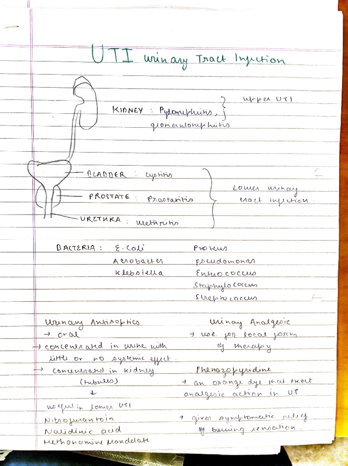 UTI - Medicine of pharmacy - Studocu