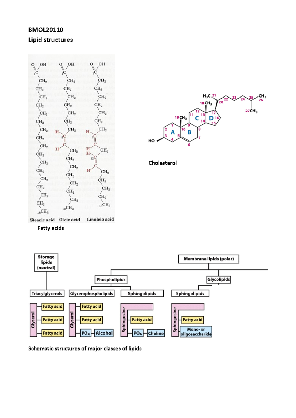 Lipid structures - Biomolecular sciences - BMOL Lipid structures ...