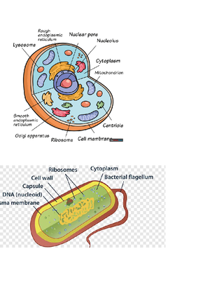 Brain-stem - Brain-stem - Brain Stem brain stem tissue at low ...