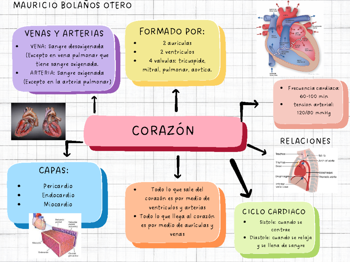 Mapa conceptual de corazón - CORAZÓN VENAS Y ARTERIAS FORMADO POR ...