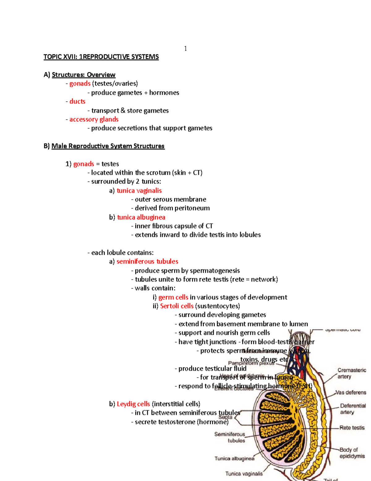 Topic XVII Reproductive Systems - TOPIC XVII: 1 REPRODUCTIVE SYSTEMS A ...