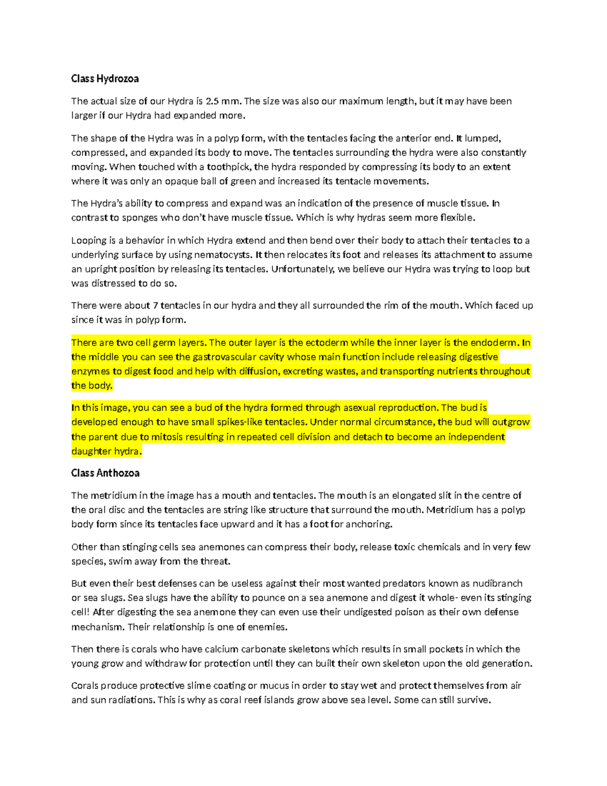 Cnidarians Lab - One - Class Hydrozoa The actual size of our Hydra is 2 ...