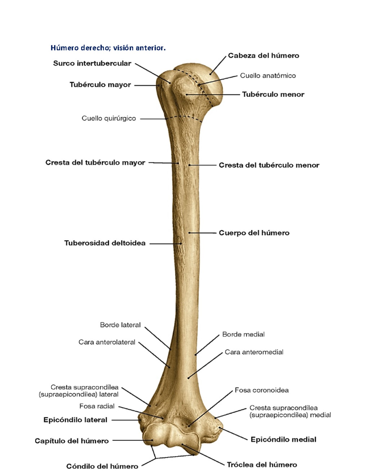 Brazo PDF - Apuntes - Húmero derecho; visión anterior. Húmero derecho ...