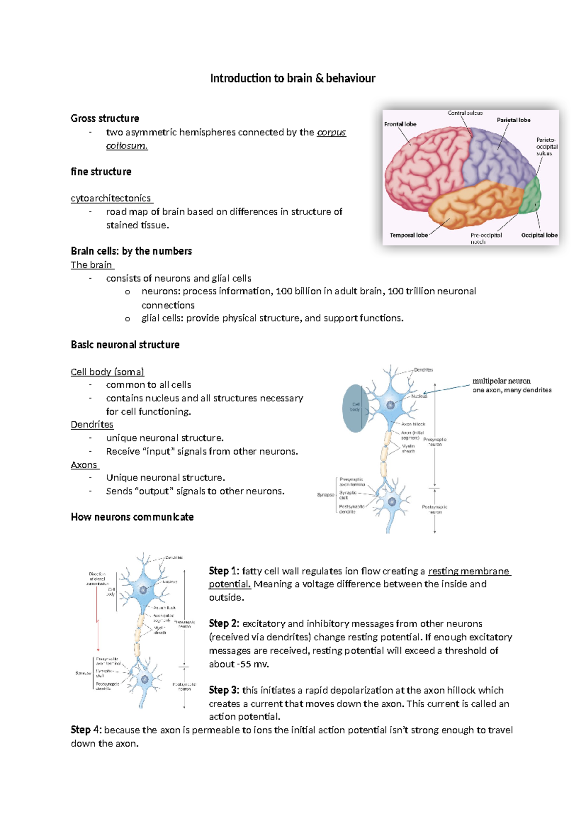 Introduction to brain - fine structure cytoarchitectonics - road map of ...