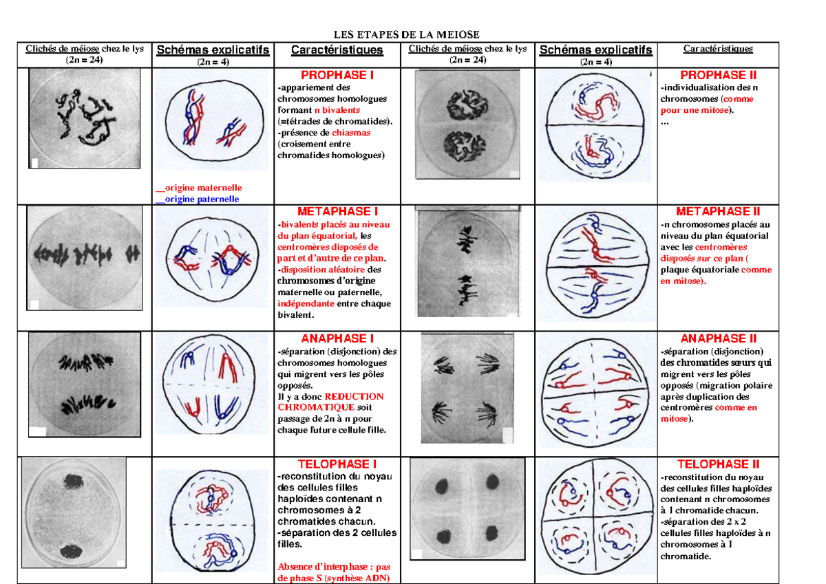 Meiose Syklusdiagram