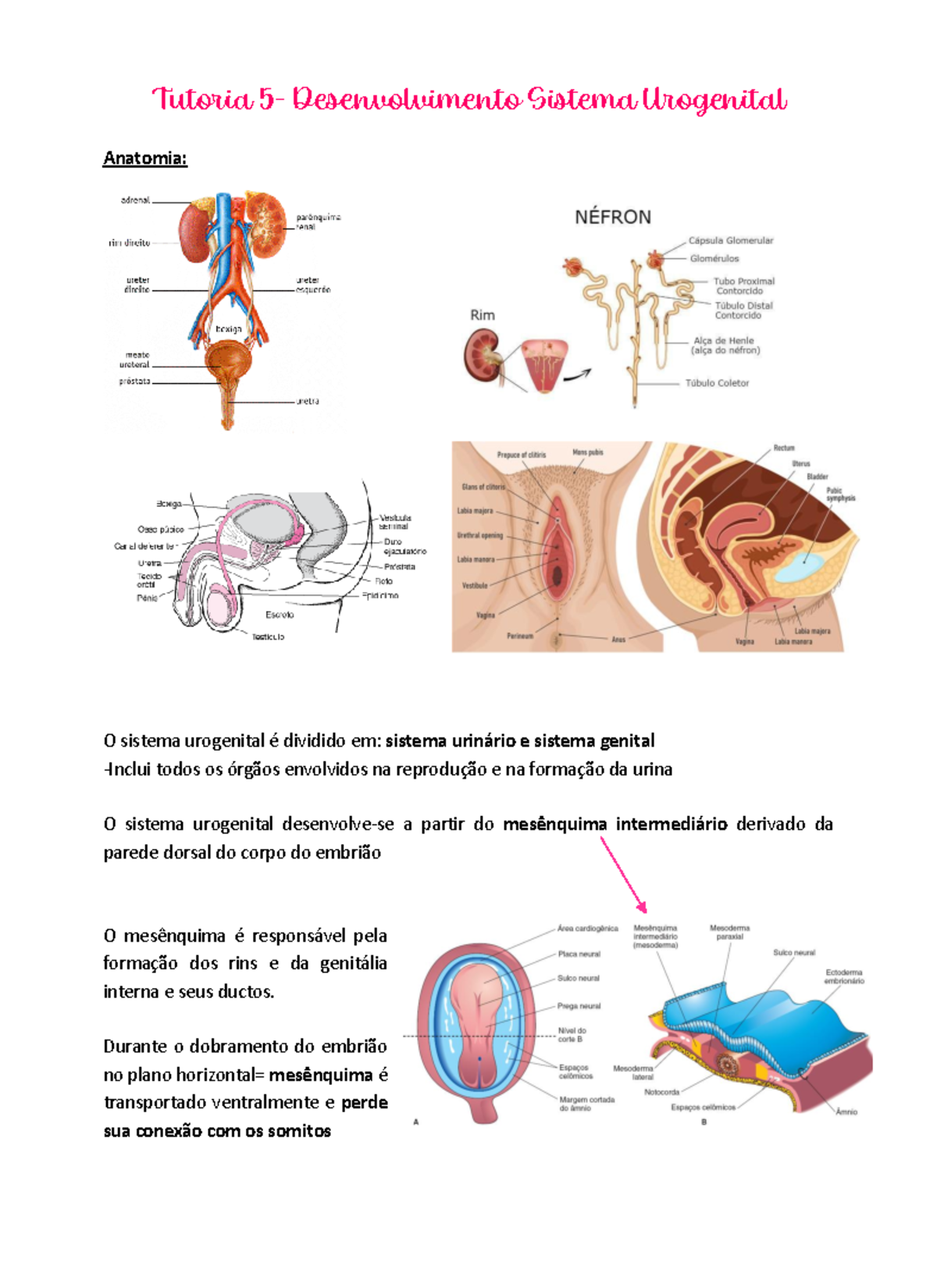 Embriologia Sistema Urogenital - Tutoria 5 - Desenvolvimento Sistema ...