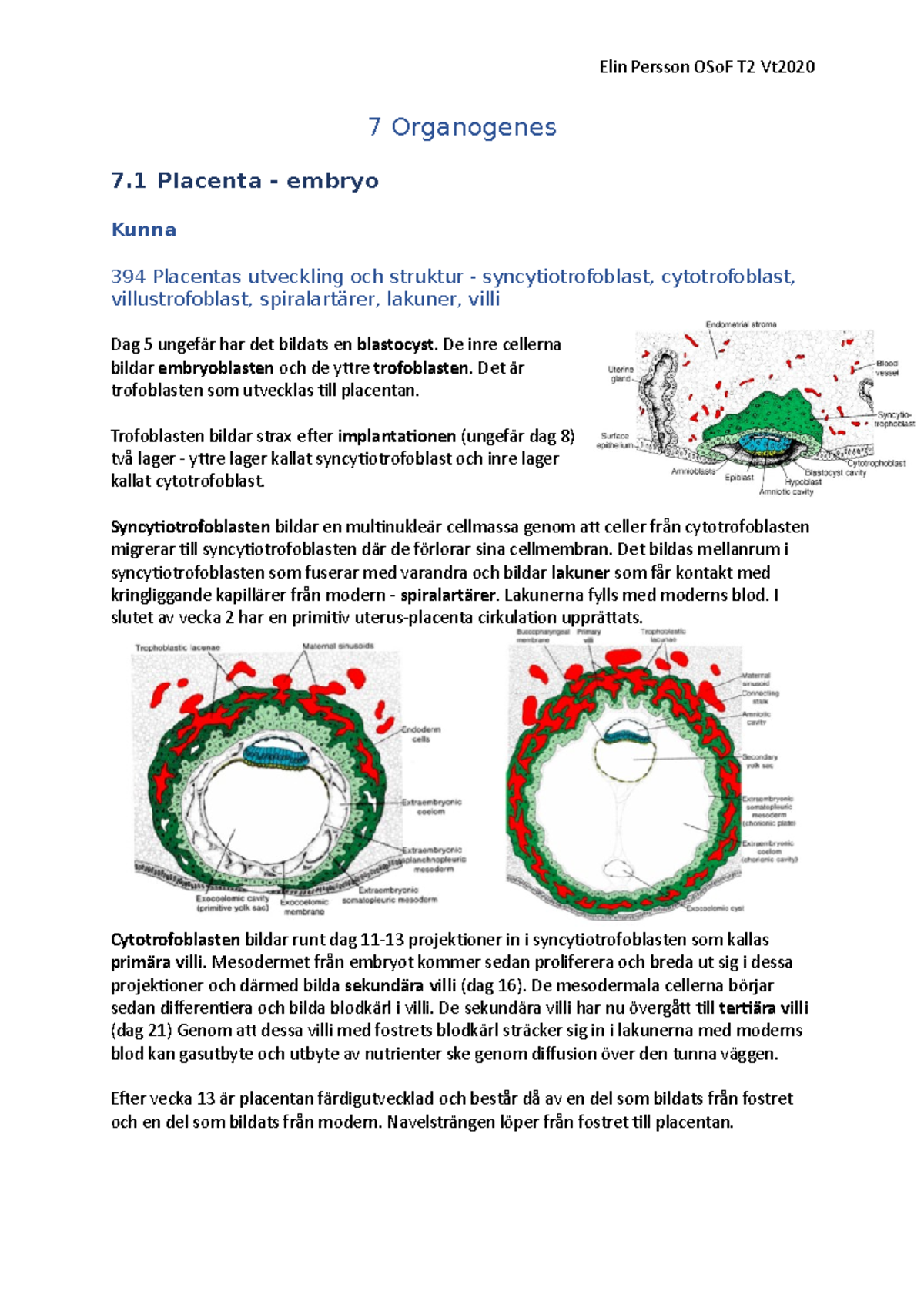 7 Organogenes - OsoF T2 vt2020 UmU - 7 Organogenes 7 Placenta - embryo ...