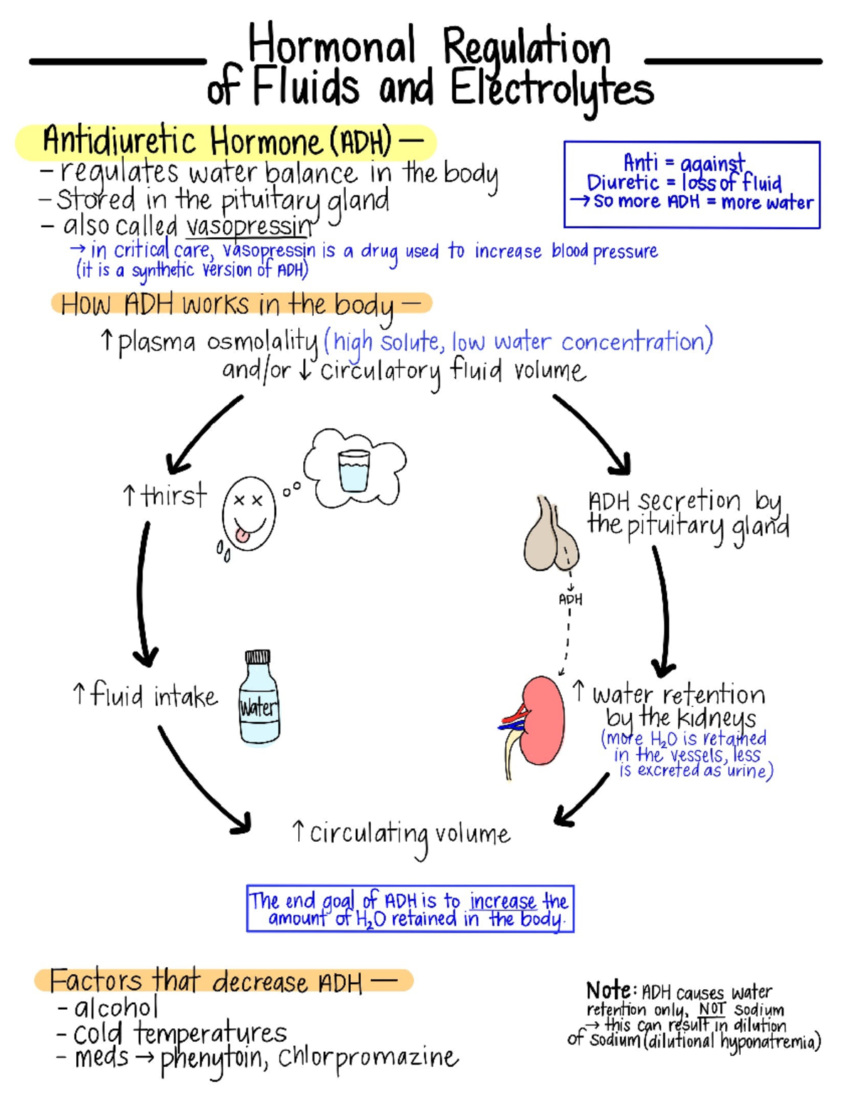F+E, Hormonal Regulation - BIOL 347L - Studocu
