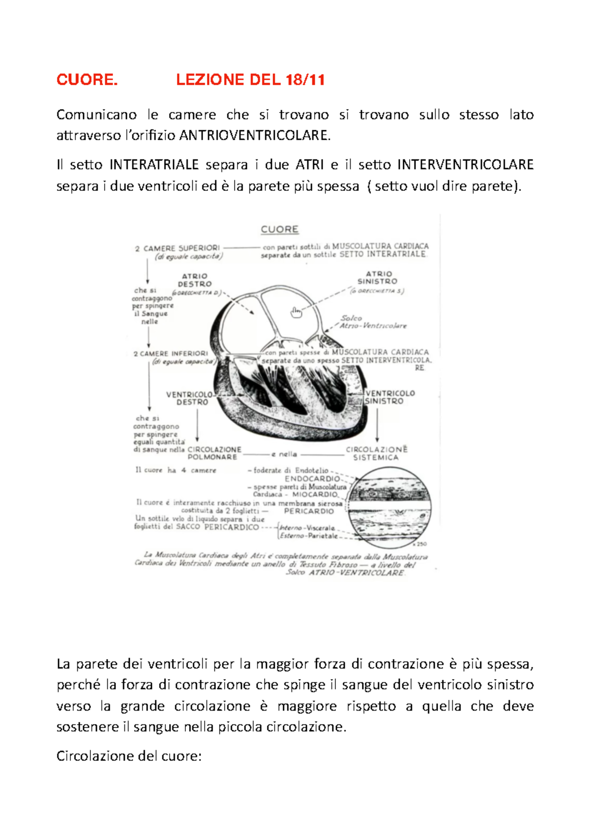 3 cuore - Anatomia - CUORE. LEZIONE DEL 18/ Comunicano le camere che si ...