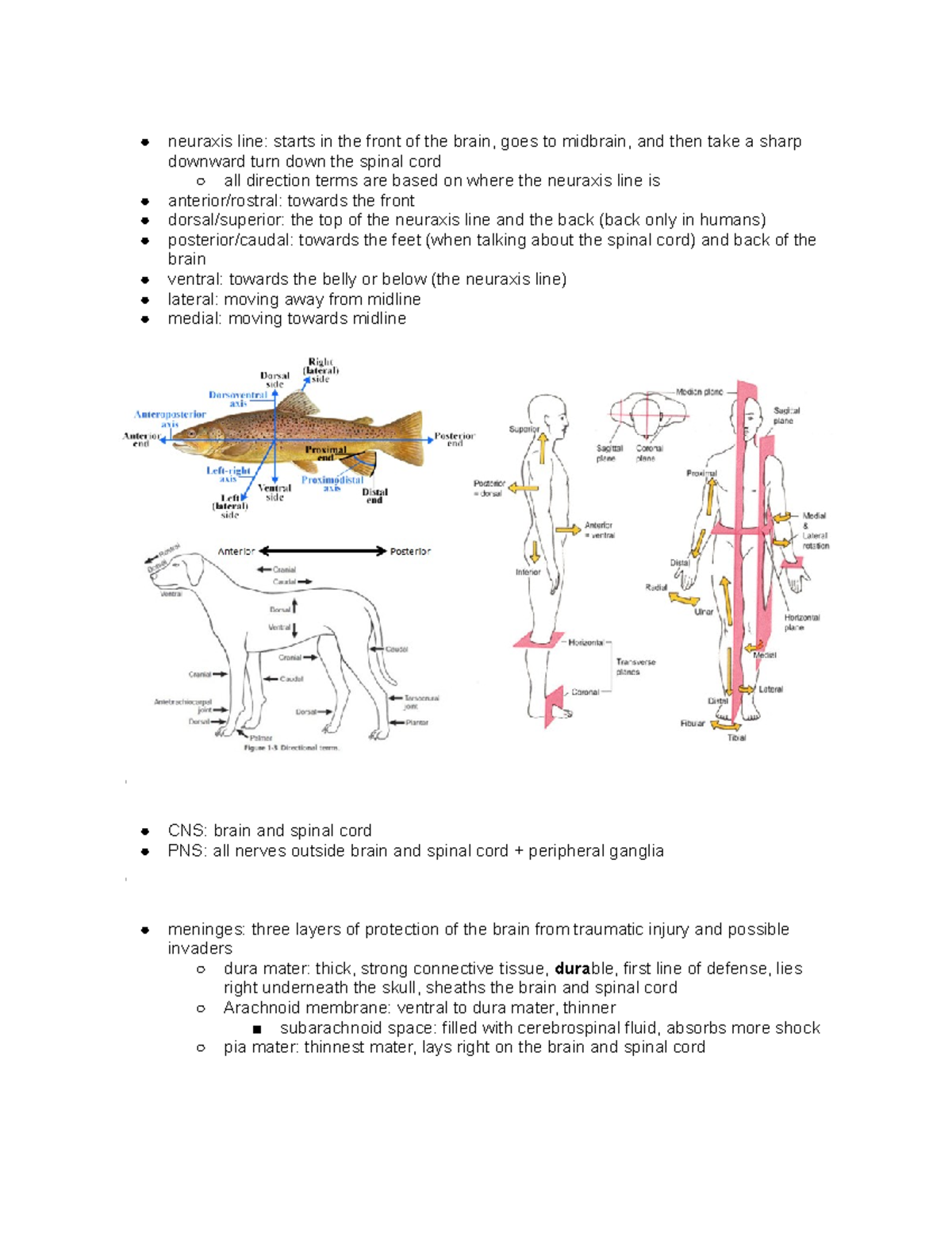 Neuroanatomy - Taught by Joshua Peck - neuraxis line: starts in the ...