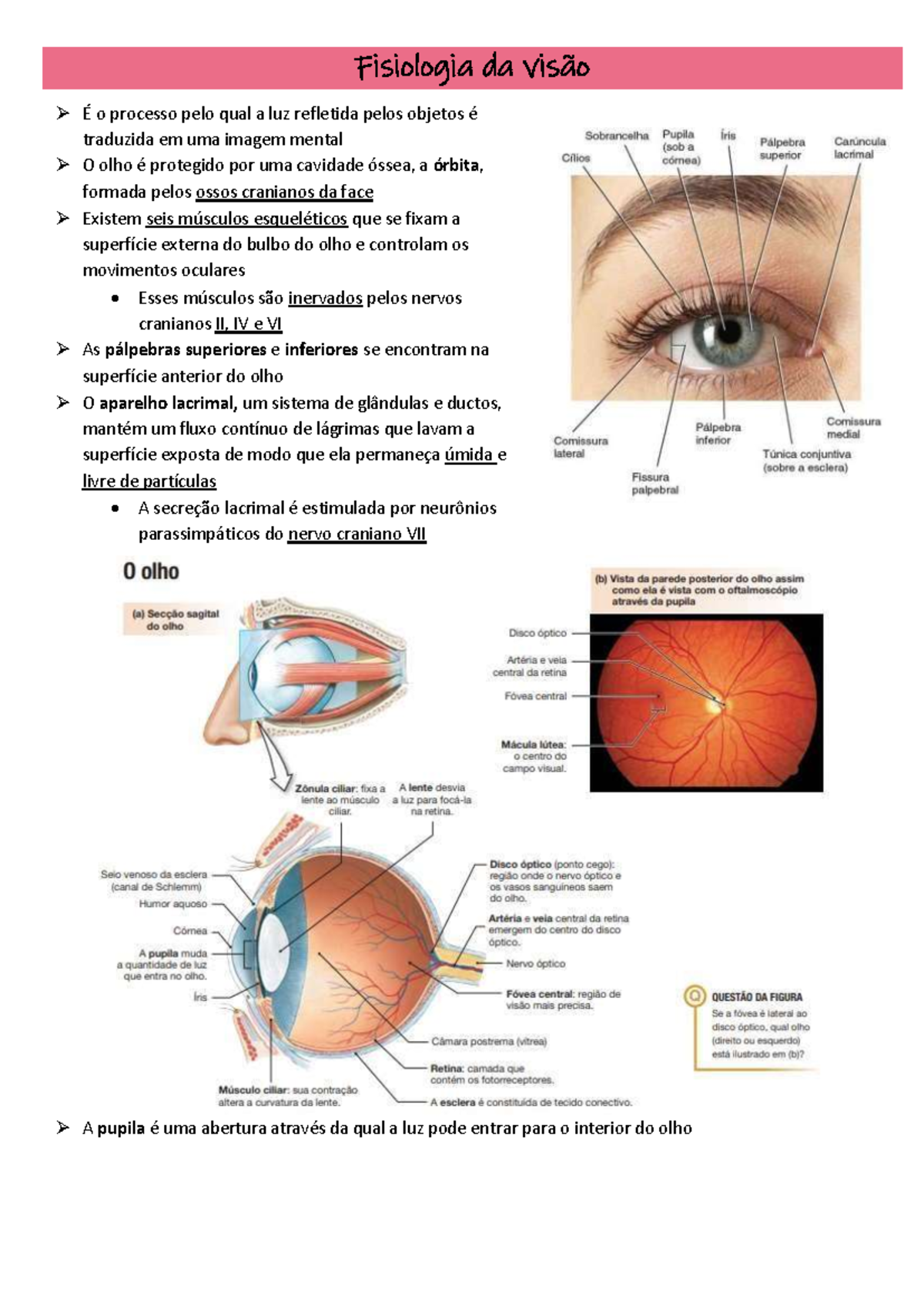 Fisiologia da visão - Fisiologia da visão É o processo pelo qual a luz ...