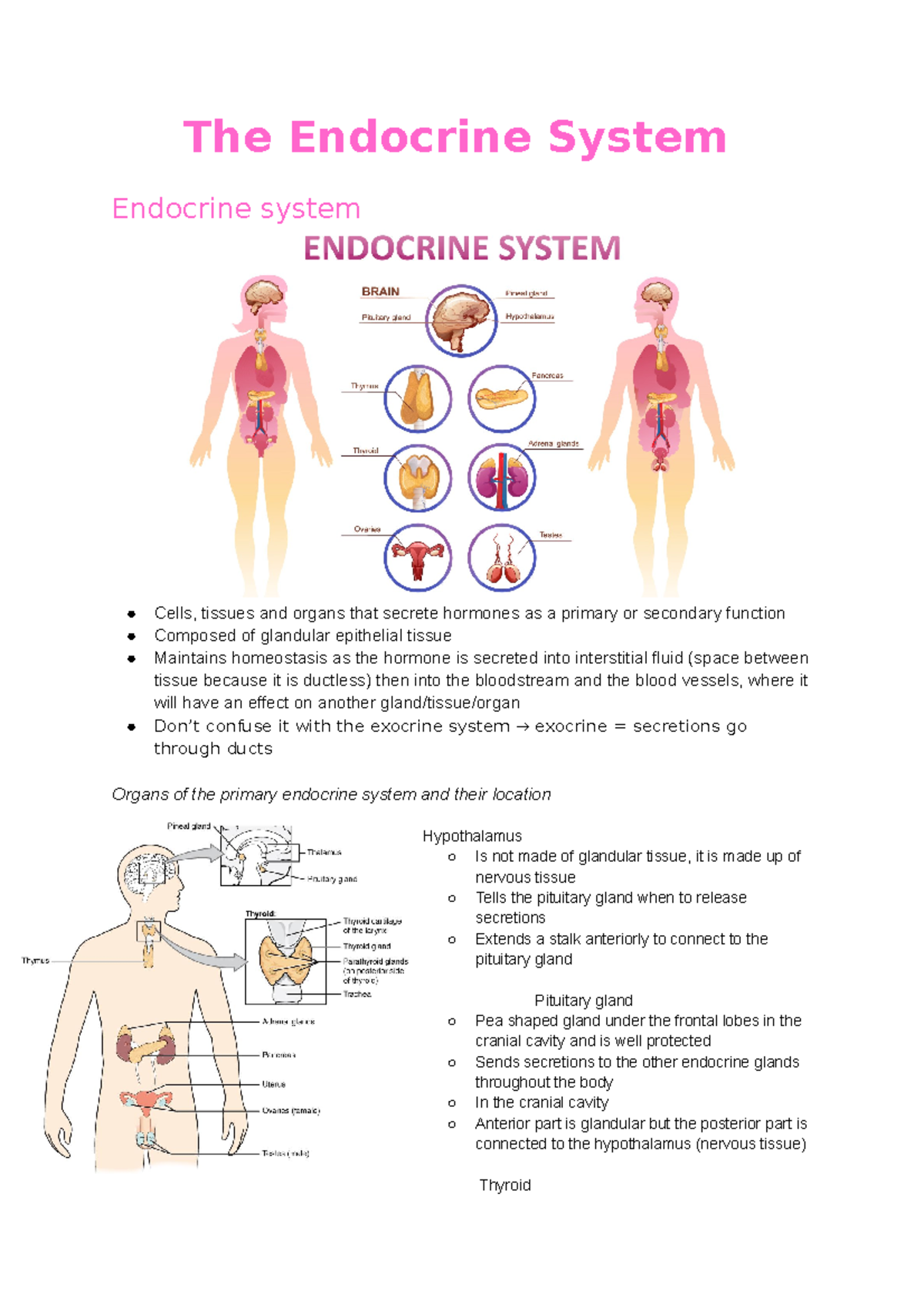 The Endocrine System - The Endocrine System Endocrine system Cells ...