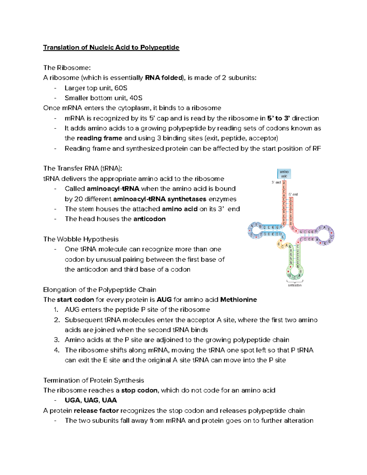 Translation of Nucleic Acid to Polypeptide - AUG enters the peptide P ...