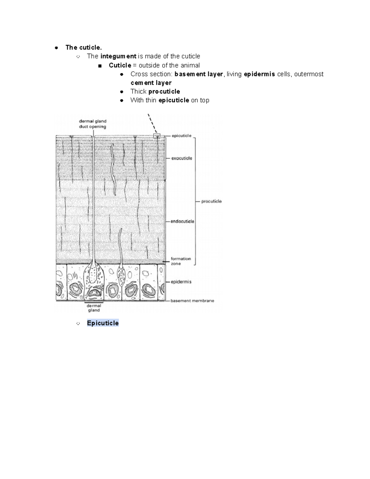 2 3 Lecture Cuticle parts, epidermis, color - The cuticle. The ...