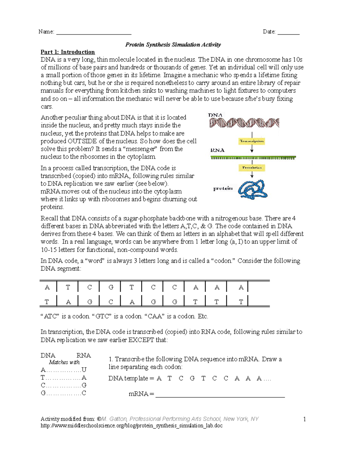 Protein Synthesis Simulation Activity - The DNA in one chromosome has ...