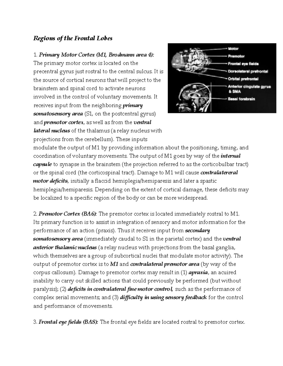 Frontal Lobe - Regions of the Frontal Lobes Primary Motor Cortex (M1 ...