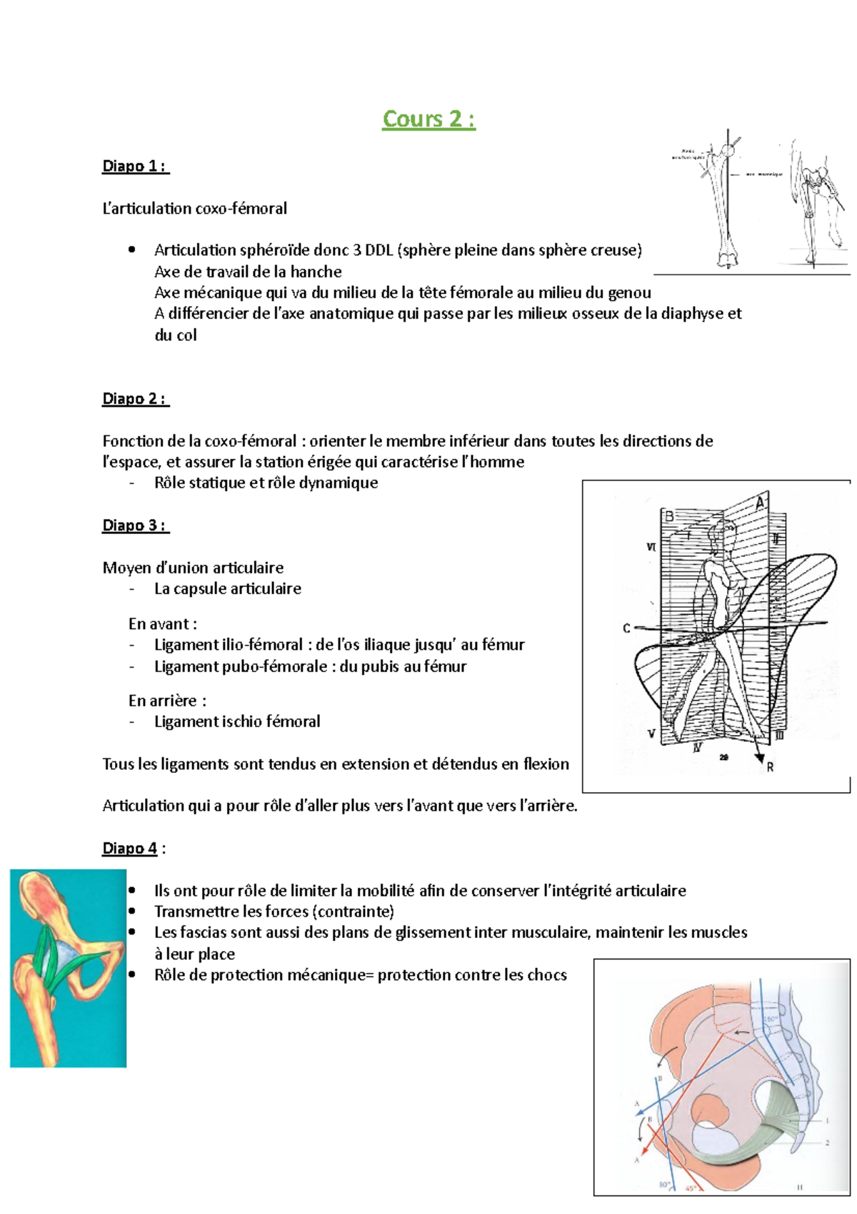 Cours 2 - Cours 2 : Diapo 1 : L’articulation coxo-fémoral Articulation ...