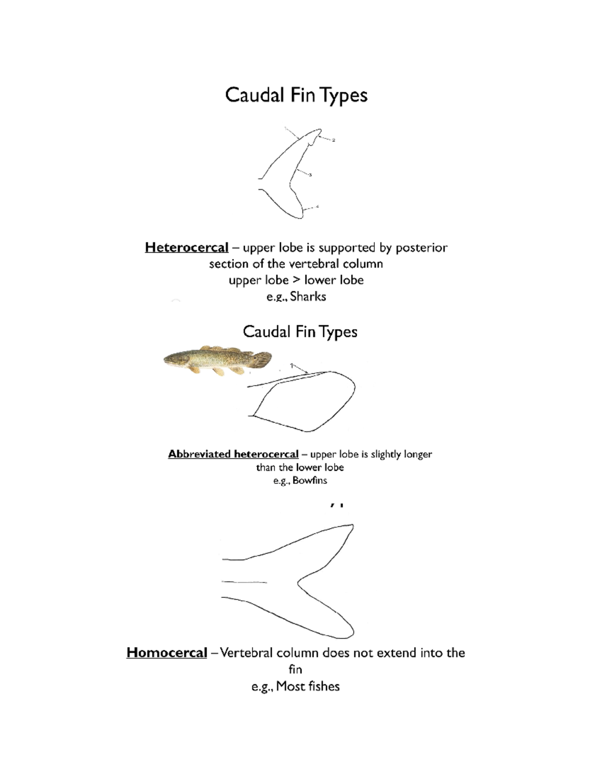 FORS2355 Fish Fin Types - FORS2355 - Studocu