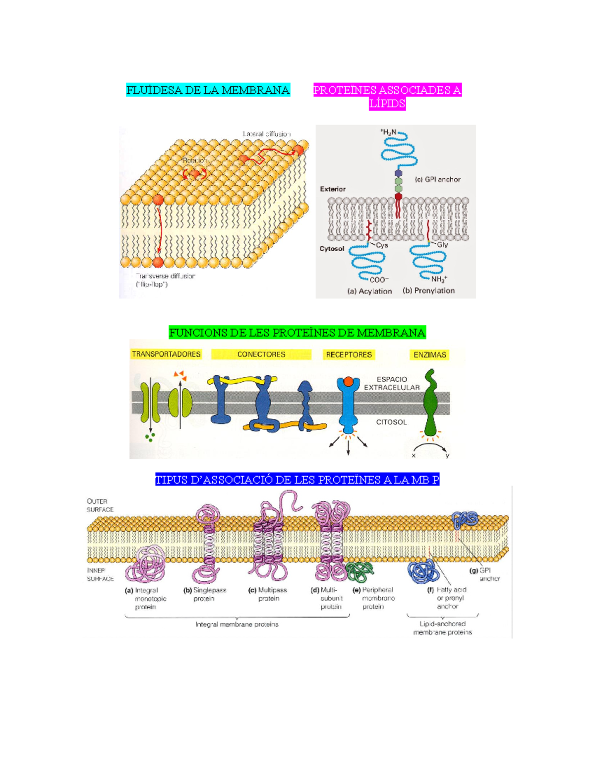 Esquema Bio 1r parcial - Biologia cel·lular de 1r de nanociència ...
