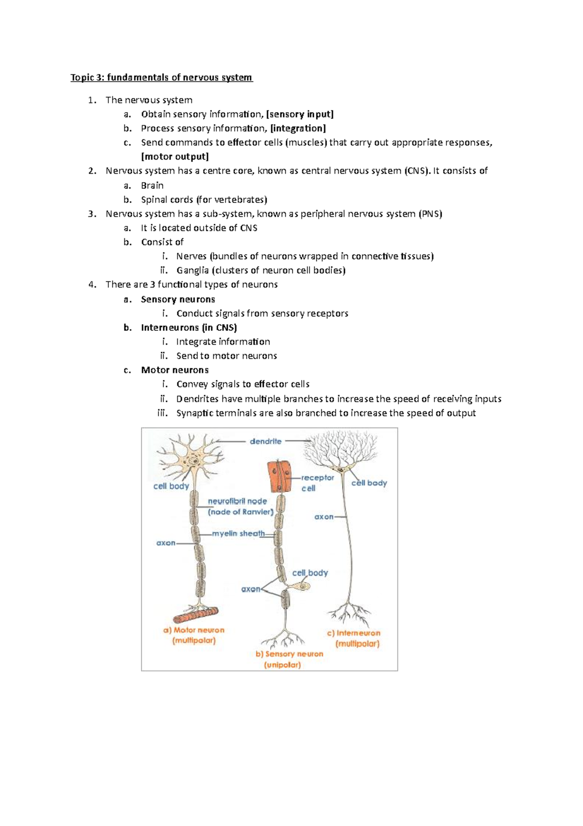 note - nervous system - Topic 3: fundamentals of nervous system The ...