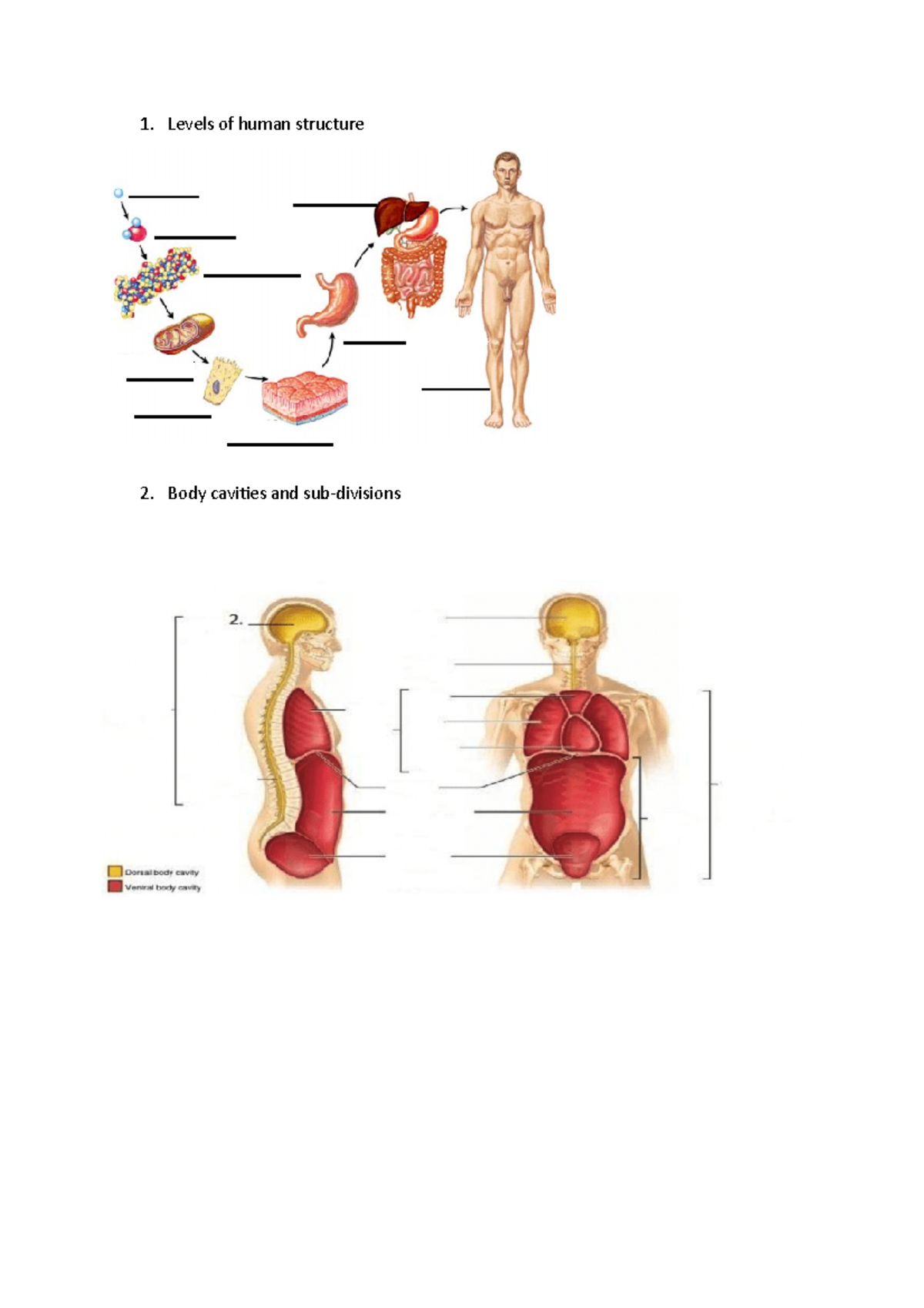 1+to+5+revision - revision - Levels of human structure Body cavities ...