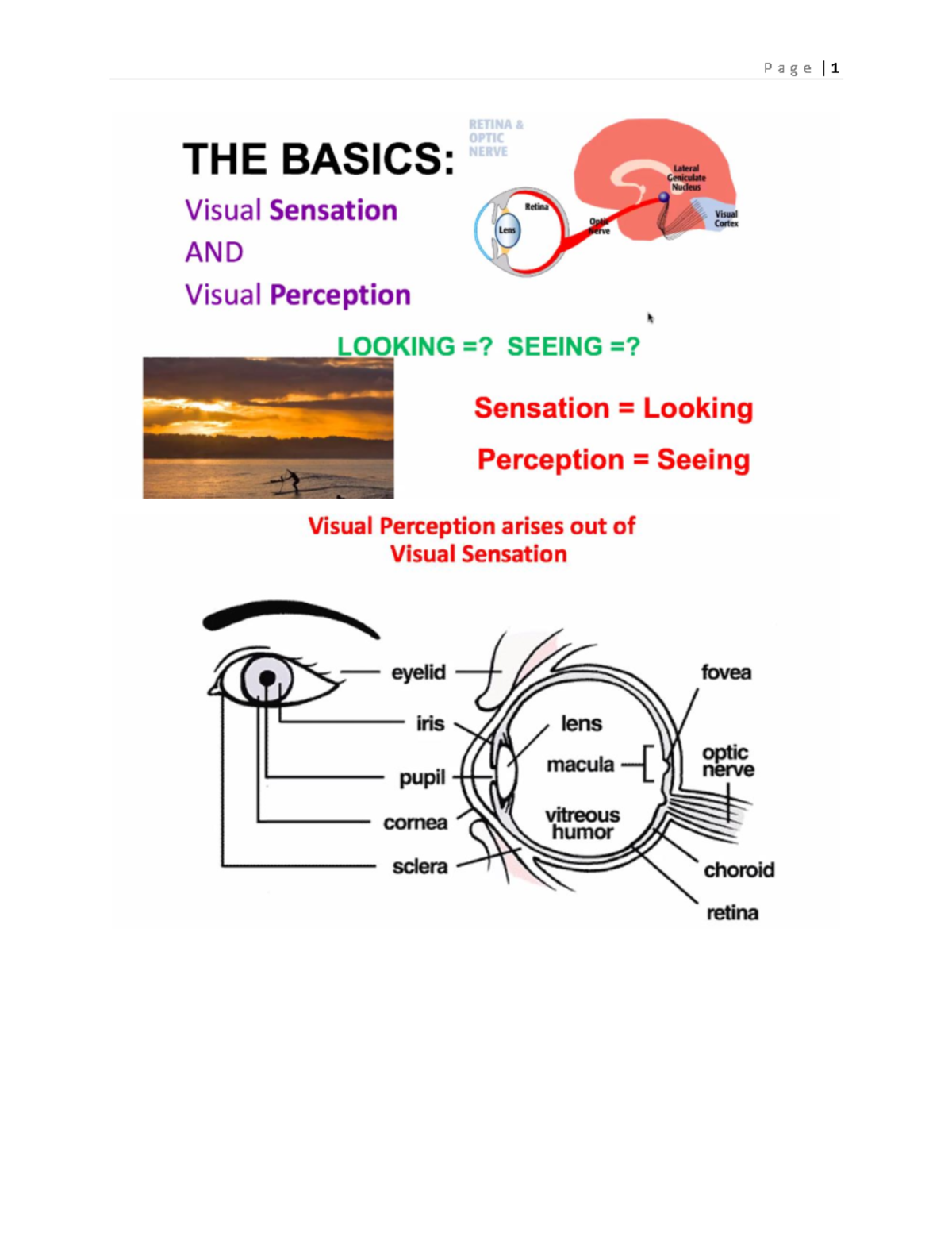 350-401-DW Psychology of Vision- complete notes - What is another name ...