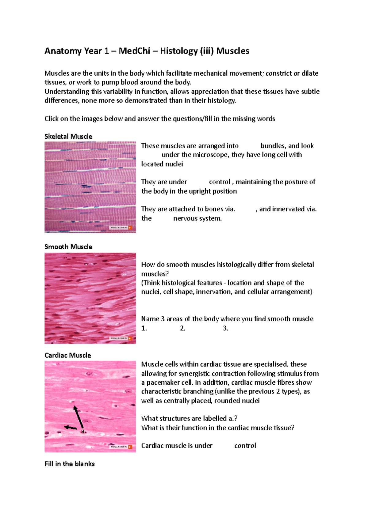 Anatomy Histology Muscles and Nerves (iii) - Anatomy Year 1 – MedChi ...