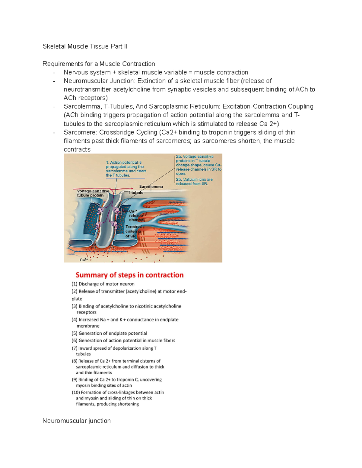 Anatomy Physiology Chapter 9 - Skeletal Muscle Tissue Part II ...