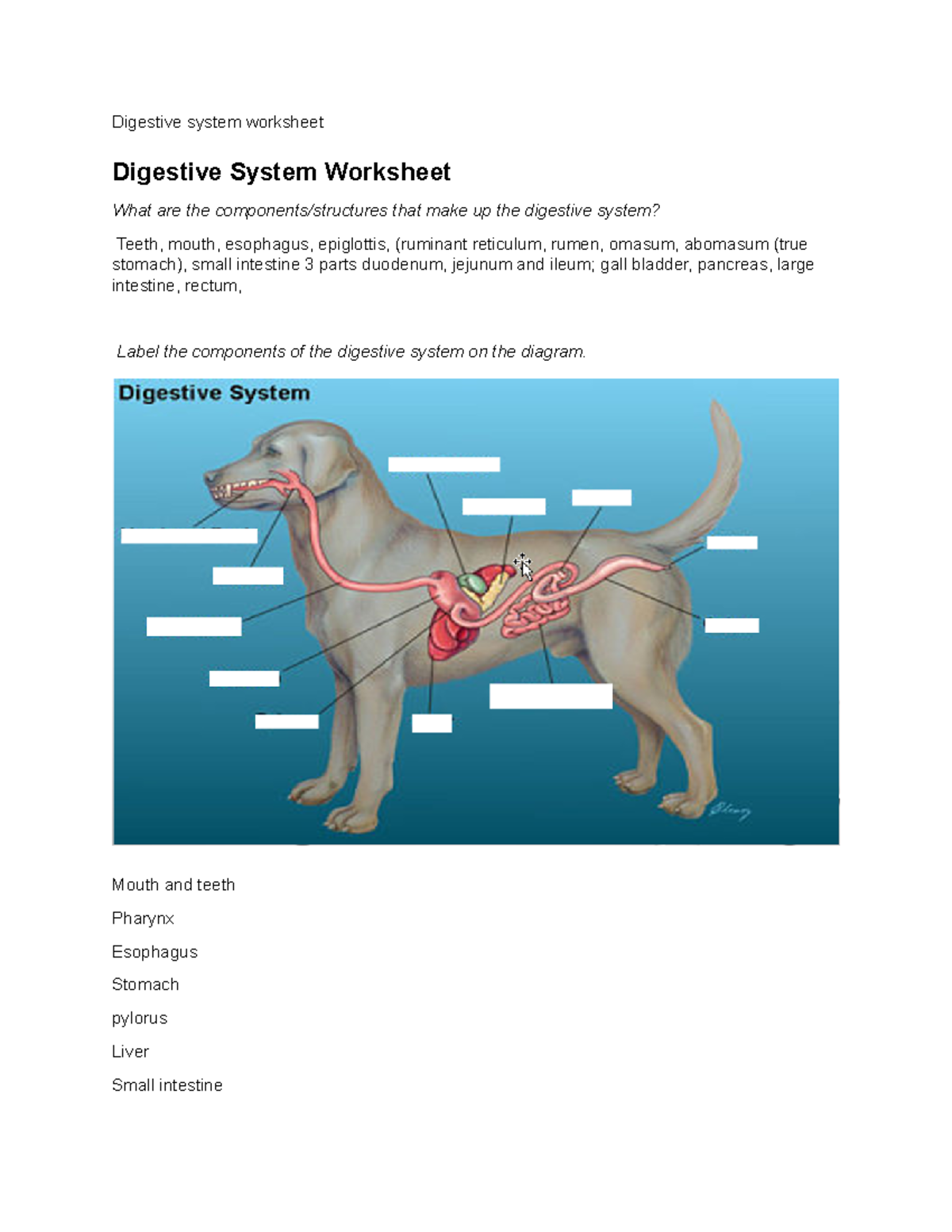 Digestive system worksheet - Digestive system worksheet Digestive ...