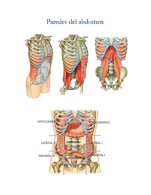 Solemne 1 anato - anatomia - Universidad Andrés Bello - Studocu